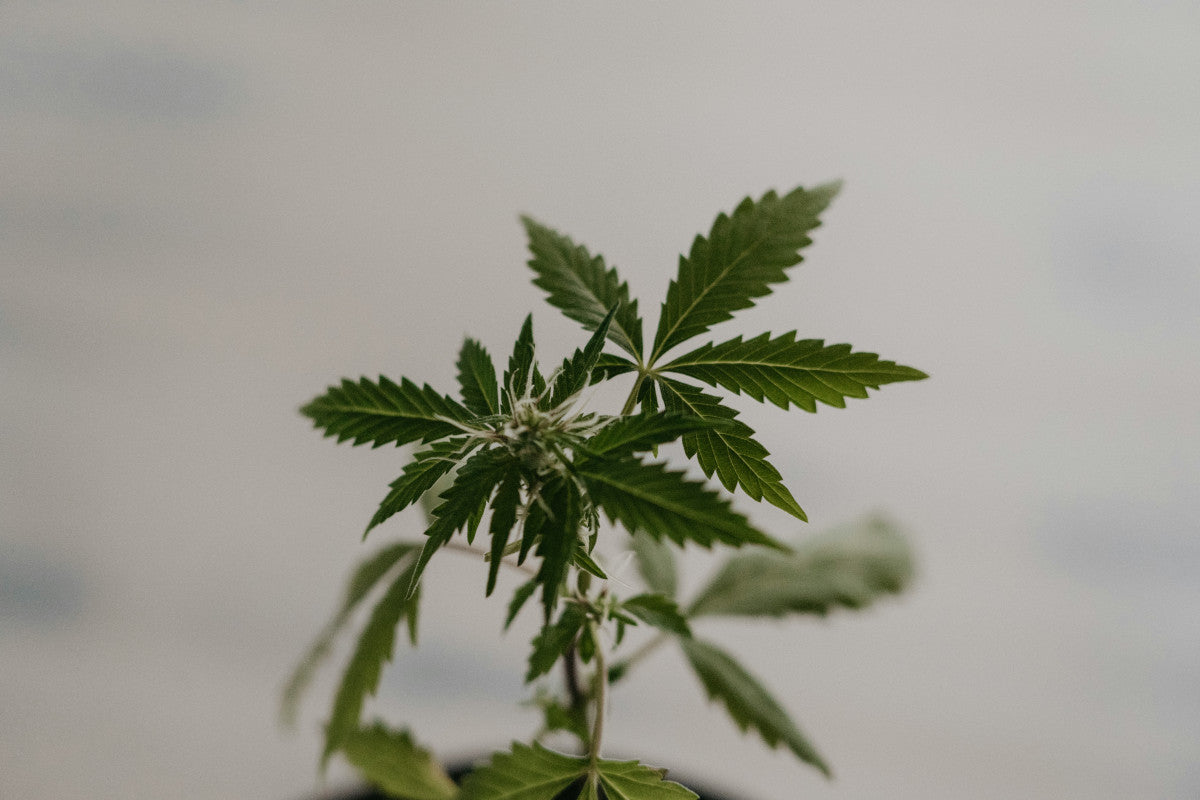 Hemp-Derived THC vs THC From Marijuana | MUNCHIES! | Munchies!